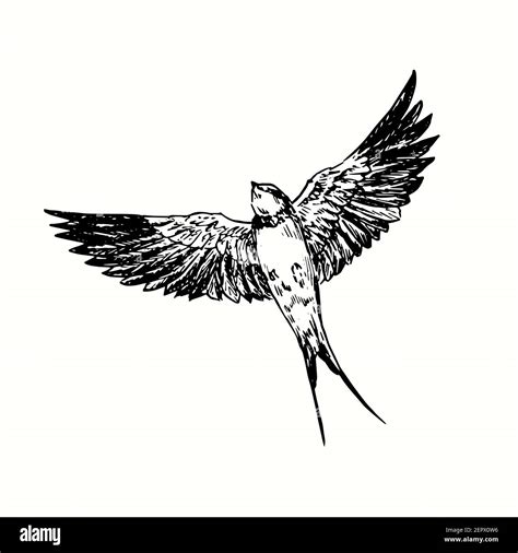 Black Bird Flying Drawing