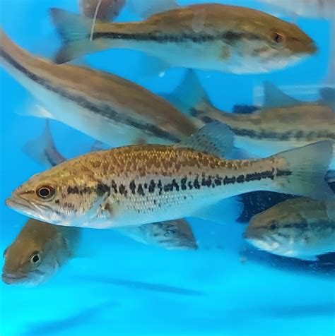 Tiger Largemouth Bass Micropterus Sp Predatory Fins