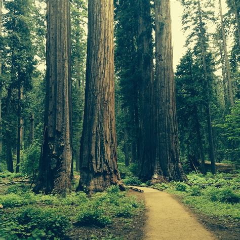 Redwood Tree Grove Free Photo On Pixabay