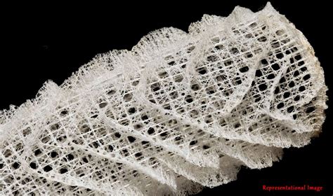 Bio Inspired Structures Iitm Tech Talk