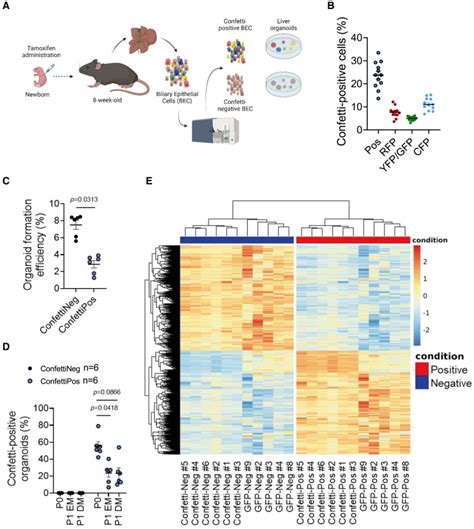 Identification Of Hepatocyte Primed Cholangiocytes In The Homeostatic