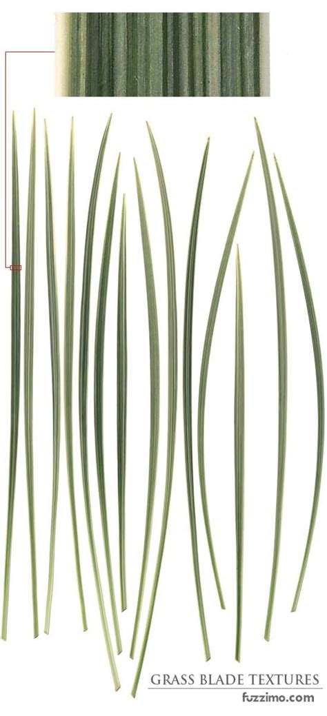 Grass Blade Texture Png