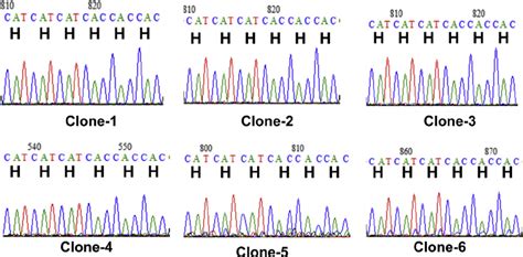 Sequence Analysis Of His 6 Tagged Fmdv Serotype O Biological Clones 1