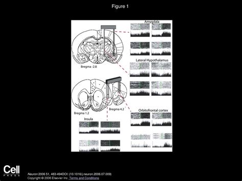 Neural Ensemble Coding Of Satiety States Ppt Download