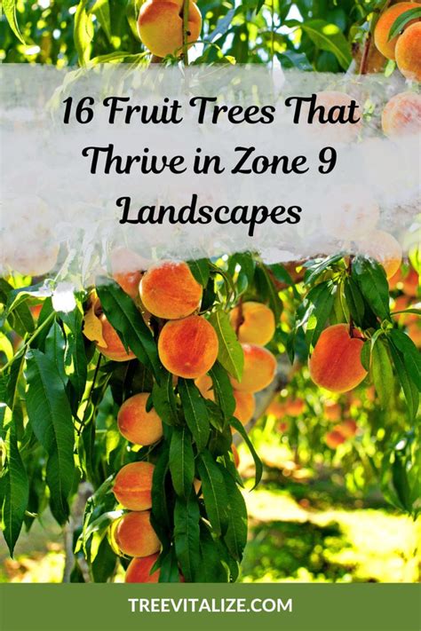 16 Fruit Trees That Thrive In Zone 9 Landscapes Fruit Trees Garden