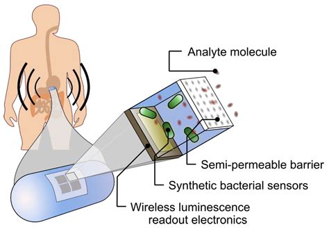 Ingestible Capsule Uses Light Emitting Bacteria To Monitor Gastrointestinal Health Kurzweil