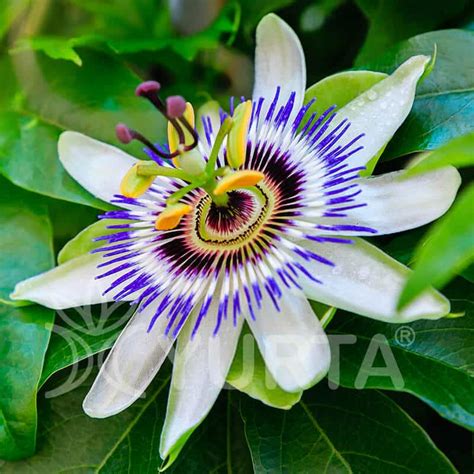 Floarea Pasiunii Passiflora Caerulea Yurtaro