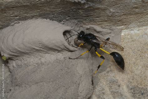 Foto De Stock Avispa Alfarera Caza Araña Y La Introduce En Su Nido De Barro Sceliphron Spirifex
