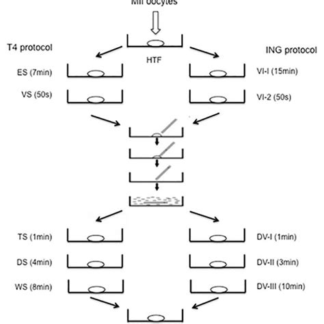 Nuclear Maturation Stages Of Murine Oocytes Matured In Vivo And