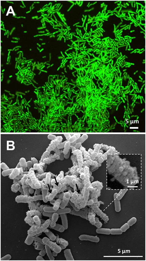 Lactobacillus Microscope