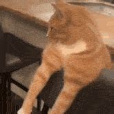 Mewing Cat  Mewing Cat Discover And Share S