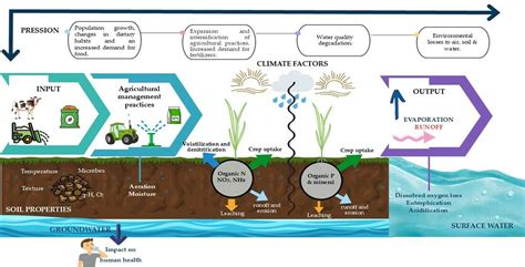 Eutrophication Process Flow Chart
