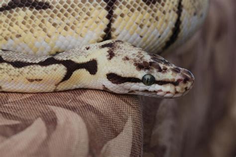Page 96 Python Head Images Free Download On Freepik