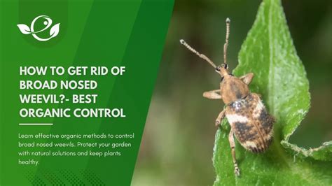 How To Get Rid Of Broad Nosed Weevil Best Organic Control