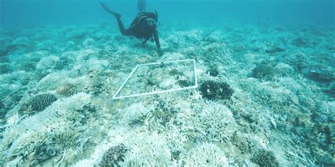 Marine Biologist Salary In Malaysia 2025