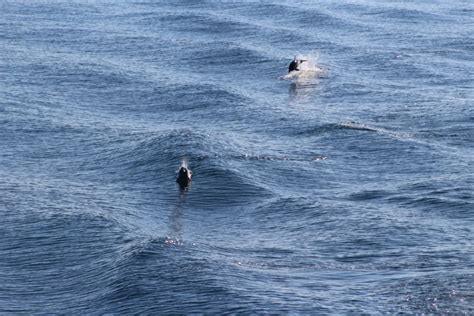 დელფინები შავი ზღვიდან [ფოტო] Batumelebi • Ge დელფინები ტურიზმი ფოტოამბავი შავი