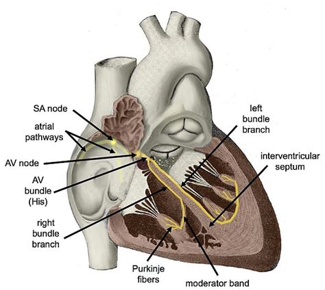 Medicine Cardiac Conduction System Handwiki