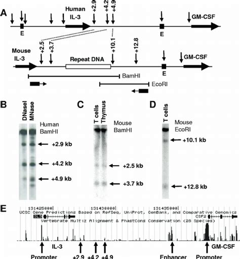 Mapping Of Three Constitutive Dnase I Hypersensitive Sites Downstream Download Scientific