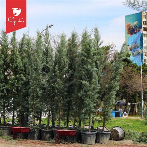 🌲🌲ნიკორას მხარდაჭერით ვარკეთილში 200 მდე არიზონის კვიპაროსის ხე დაირგო Jsc Nikora