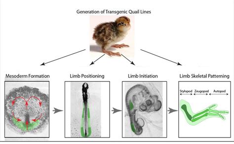 Jérôme Gros Morphogenesis Regulation In Higher Vertebrates • Research