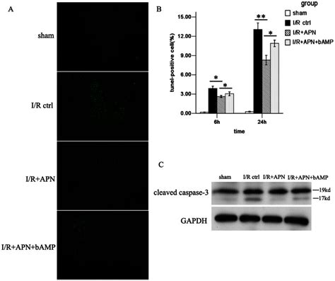A Representative Liver Sections For Tunel Staining Of Apoptotic Cells Download Scientific