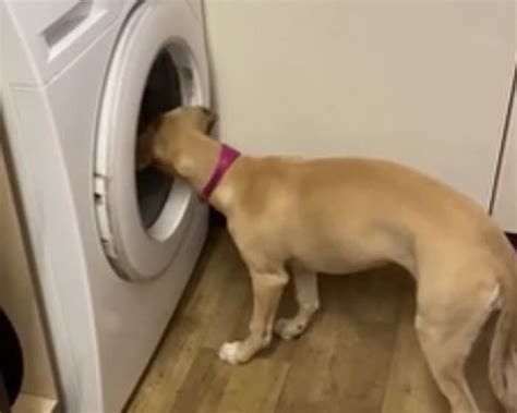 밀린 빨래들 세탁기에 넣은 뒤 돌렸더니 호기심 발동한 강아지가 보였다는 의외의 반응