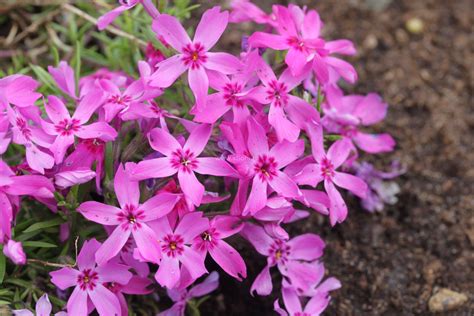 Флокс шиловидный ‘Crimson Beauty’ (Phlox subulata ‘Crimson Beauty ...