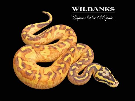 pastel mardi gras ball python ♀ 25 wilbanks captive bred reptiles