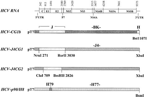 Diagrams Of The Full Length HCV Clones Used In These Experiments A Download Scientific Diagram