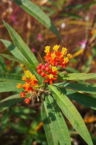 Asclepias Curassavica Mloodflower O Algodoncillo Mexicano Flores Rojas