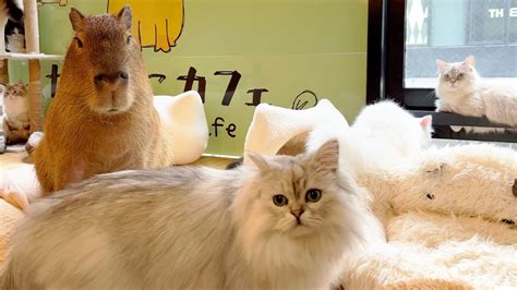 Japans Capybara And Cat Cafe🐈 The Only Place In The World Youtube