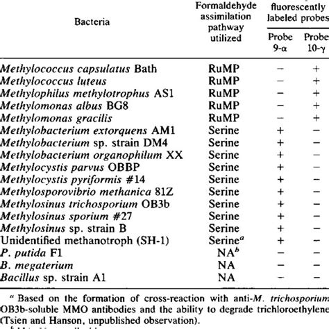 Use Of Fluorescent Labeled 16s Rrna Based Oligodeoxynucleotide Probes