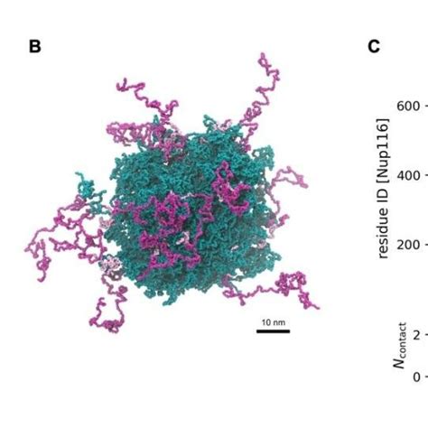 Figure S6 Coarse Grained Modeling Of Phase Separation Of Nup116fg And Download Scientific