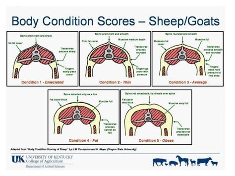 The Five Point Check® | Goats, Body condition, Goat care