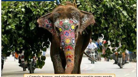 Humans And Animals Environmental Studies Class 4 Youtube