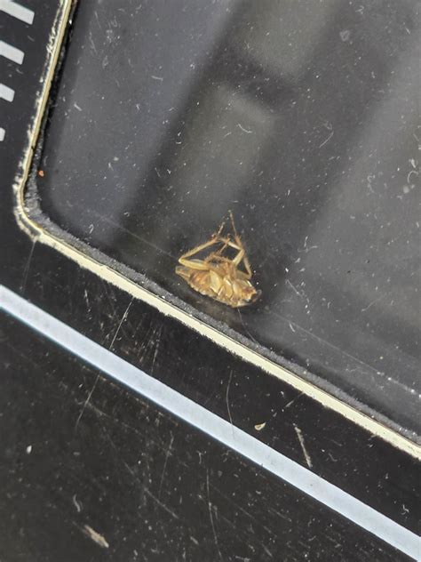 Potential Pest Problems Rpestcontrol