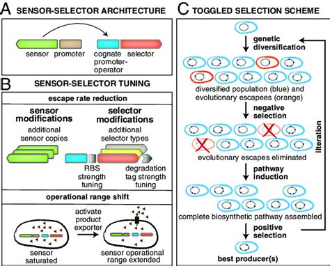 Sensor Selector Design And Pathway Optimization Through Toggled