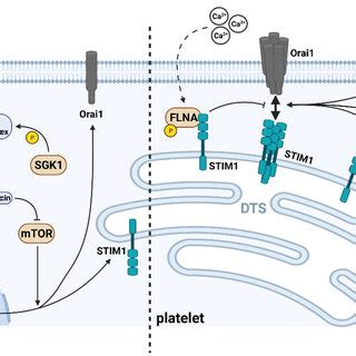Molecular Regulation Of The Soce In Megakaryocytes And Platelets Left Download Scientific