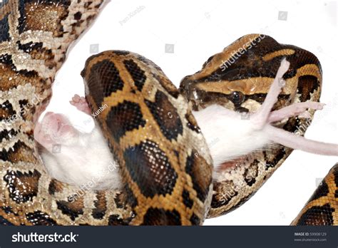 Burmese Python Eat Rat Isolated Stock Photo Shutterstock