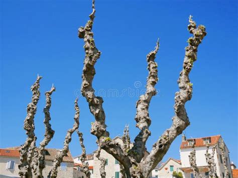 Trimmed Tree Branches Crown Formation In Spring Health Pruning Stock