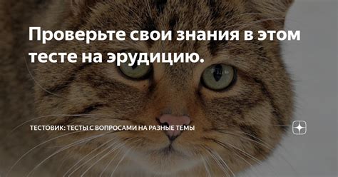 Проверьте свои знания в этом тесте на эрудицию Тестовик тесты с вопросами на разные темы Дзен