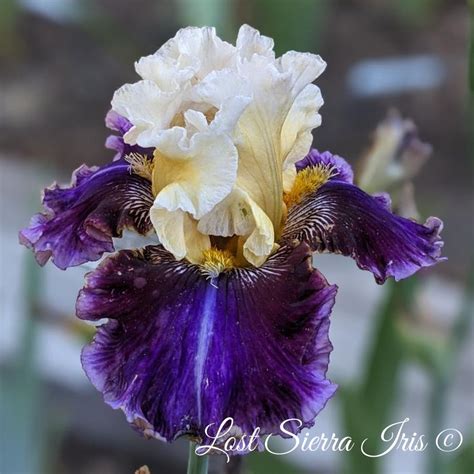 Lost Sierra Iris Garden Home