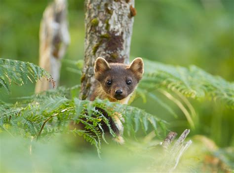 Somerset Wildlife Trust Pine Marten Picnic Exmoor
