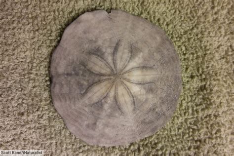 Echinoderms Examples Types Of Echinoderms From Around The World