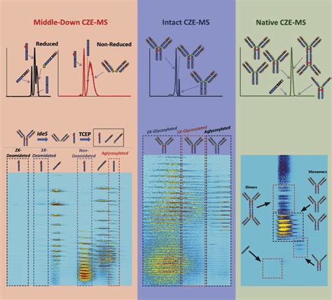 Research Characterization Of Proteoforms Protein Complexes And Protein Interactions The