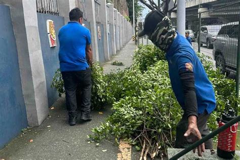 Why MMDA S Tree Trimming Activity Post Drew Criticisms