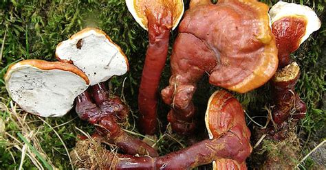 Yuk Sehat Bersama Manfaat Jamur Ganoderma Untuk Penyakit Stroke