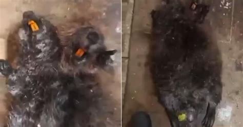 Pie Maskavas Nomedīts Bebrs Ar Divām Galvām