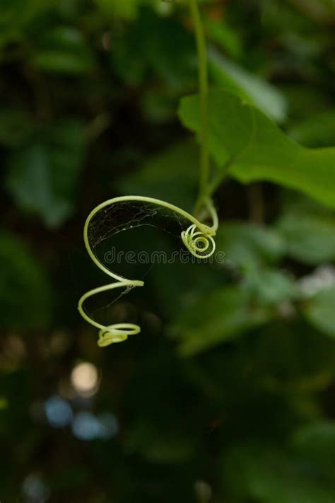 Leave Cucumber Plant Tendrils Attached Stock Image Image Of Moisture Plant 277082109