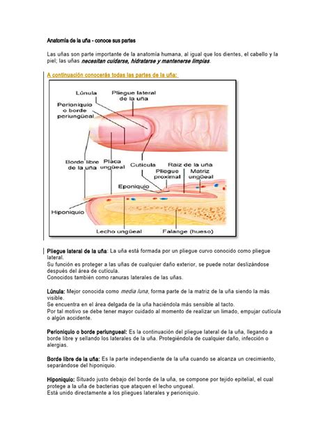 Diagrama De La Anatomía De La Uña Cómo Está Estructurada Una